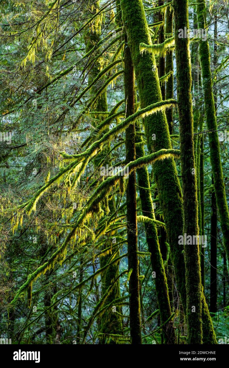 Backlit 2nd growth forest, Capilano River Regional Park, North ...