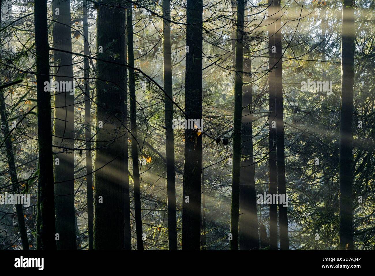 Light rays through forest, Capilano River Regional Park, North ...