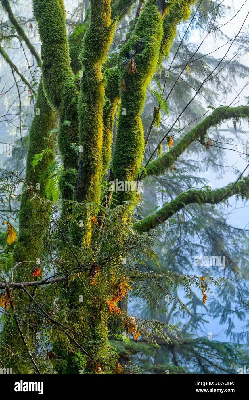 Broad leaved maple, 2nd growth mixed forest, Capilano River Regional ...