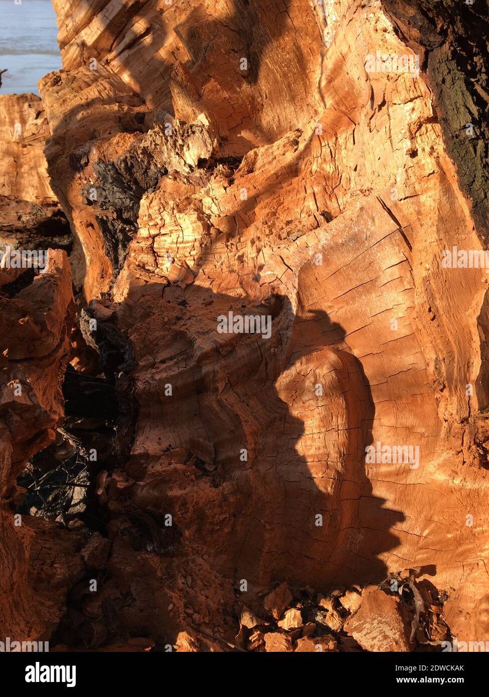 Rooten hi-res stock photography and images - Alamy