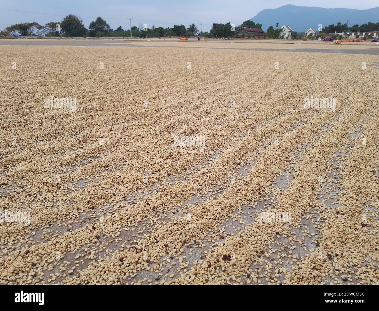Bean production hi-res stock photography and images - Alamy