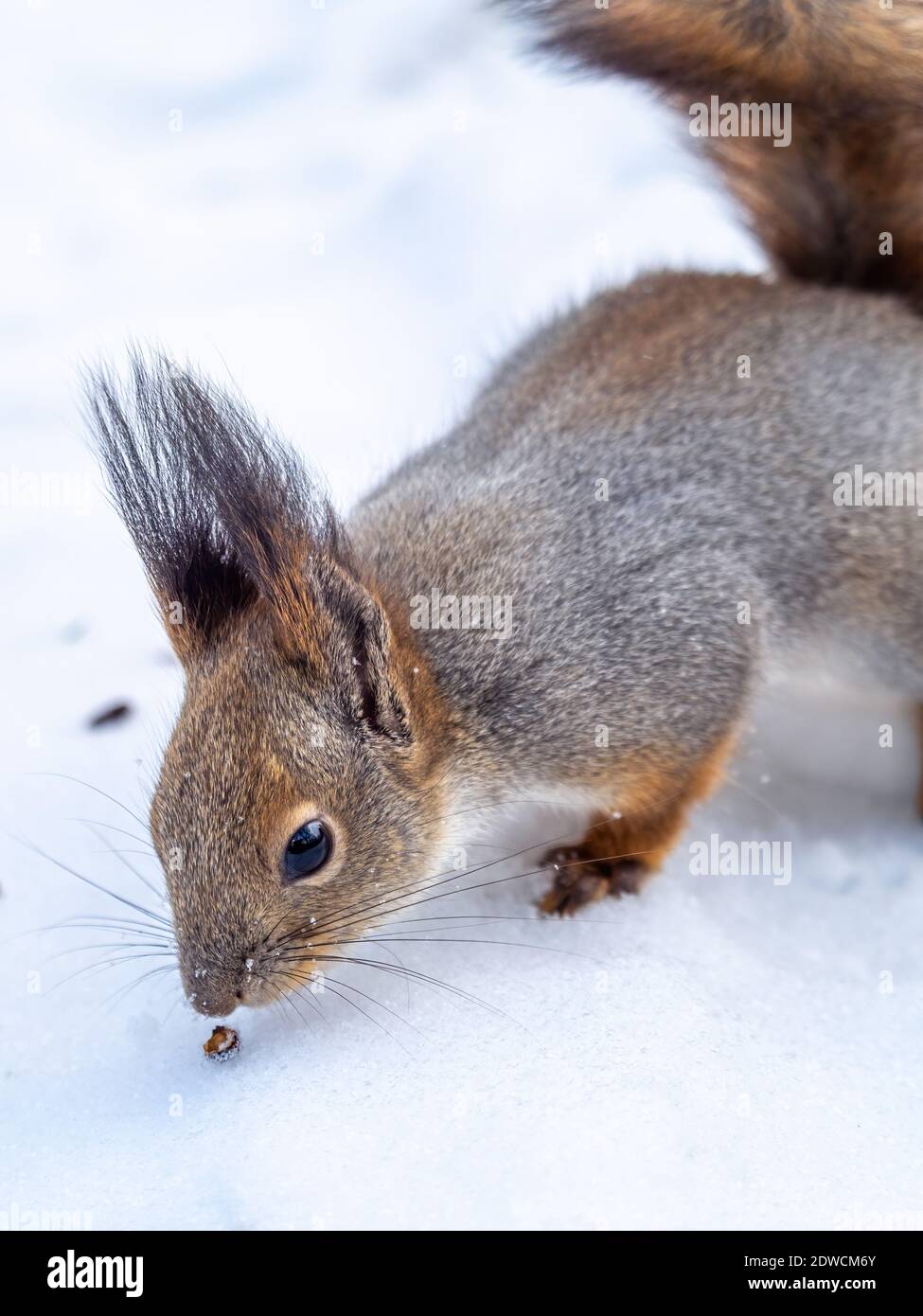 Sciurus vulgaris hides nuts hi-res stock photography and images - Alamy