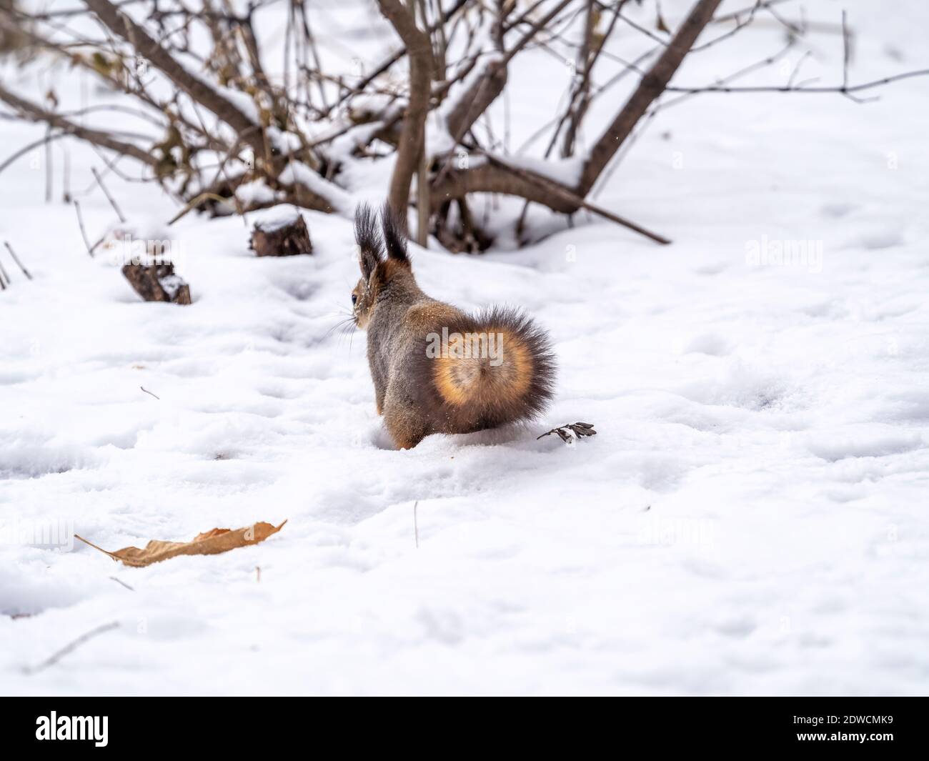 A rear view of a squirrel in grey winter coat against the snow ...