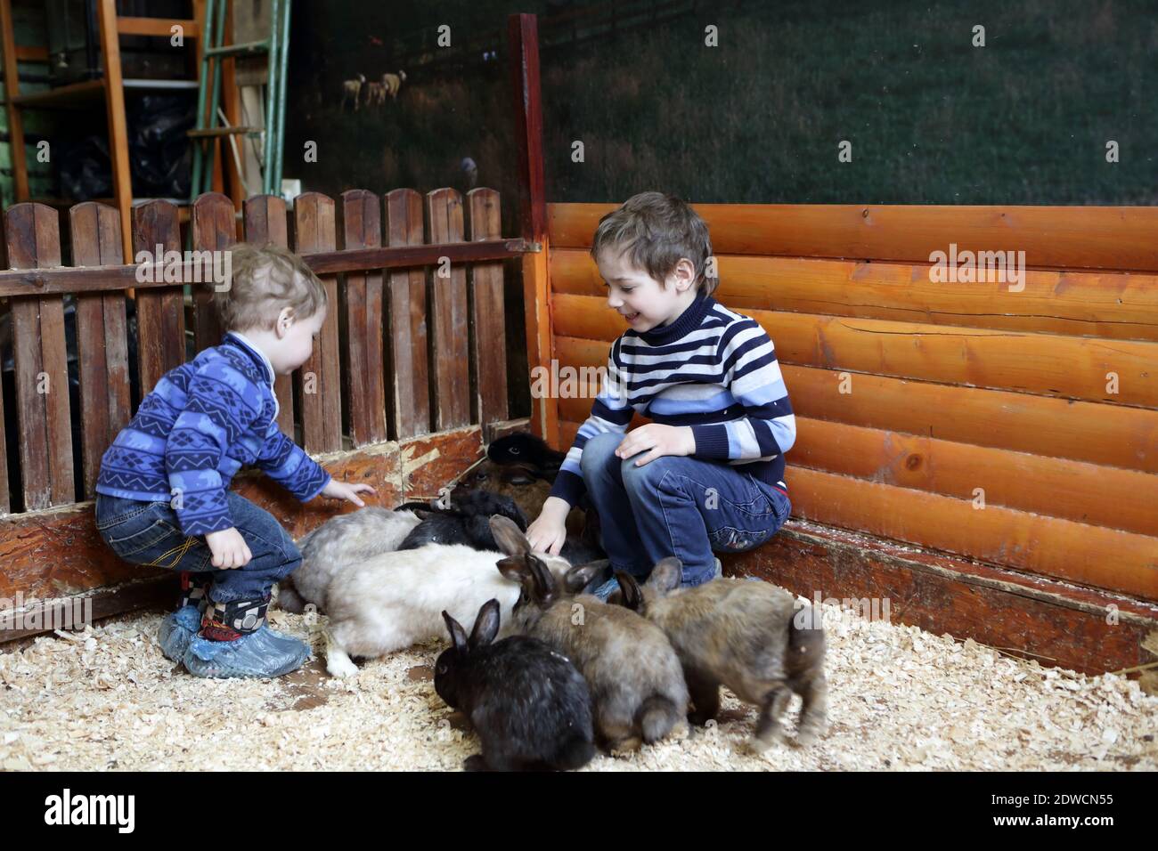 Brothers playing with rabbits on the farm Stock Photo - Alamy