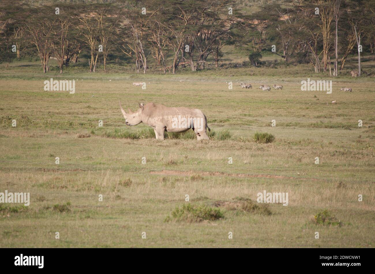 White Rhino Standing Alone In A Field Stock Photo - Alamy