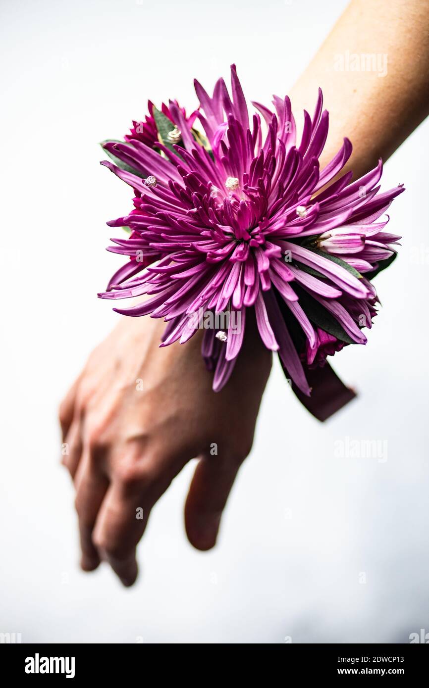 Georgia aster hi-res stock photography and images - Alamy