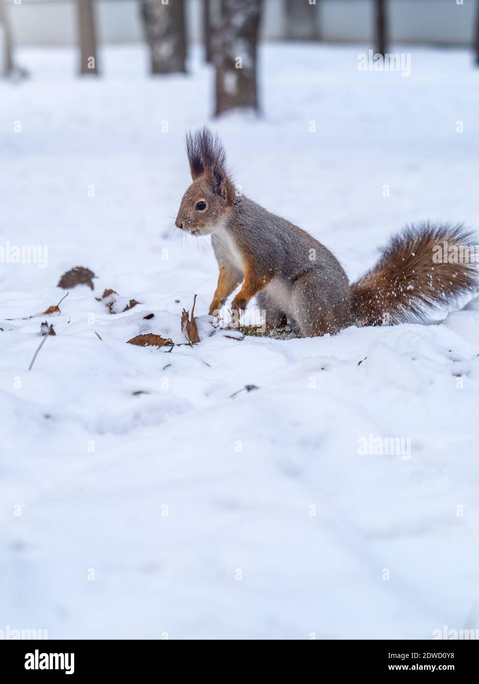 Squirrel hides nuts in the white snow. Eurasian red squirrel, Sciurus ...