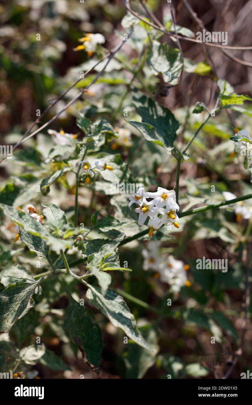 White umbel bloom, Greenspot Nightshade, Solanum Douglasii, Solanaceae ...