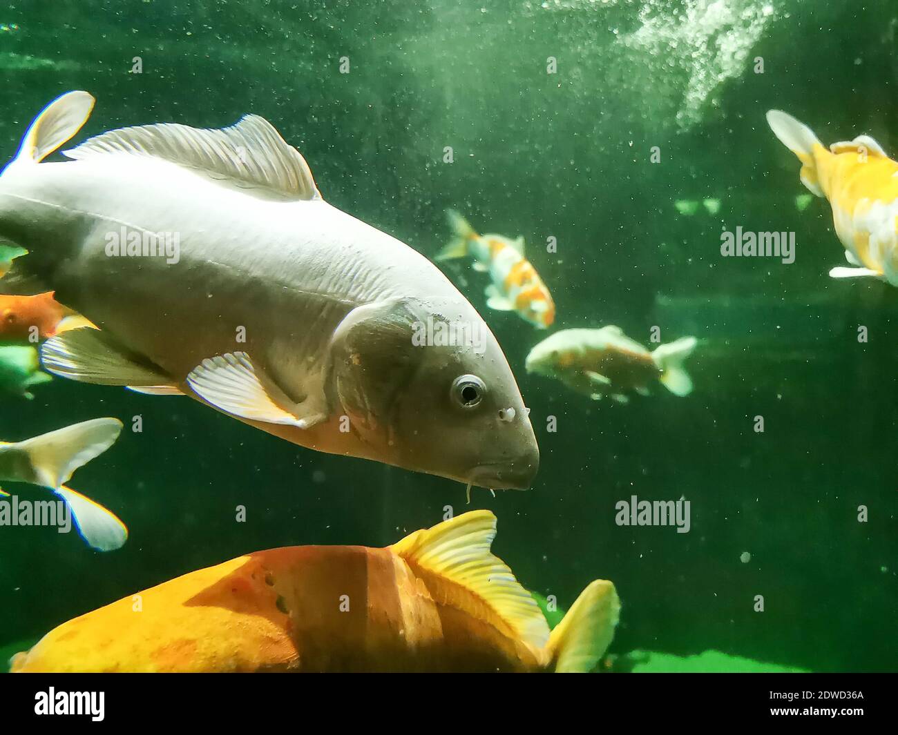 Japanese lake monster hi-res stock photography and images - Alamy