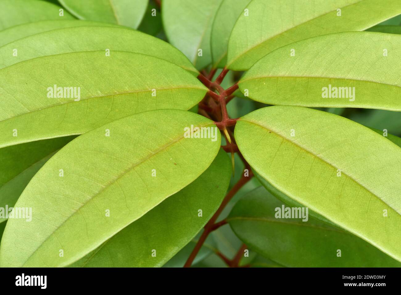 Elliptical green leaves hi-res stock photography and images - Alamy