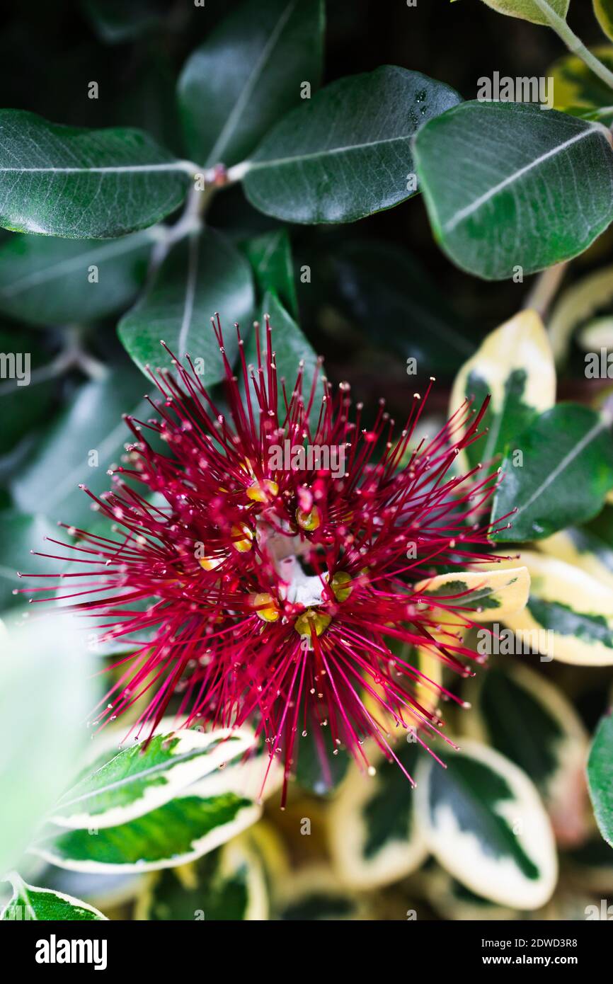 Native new zealander hi-res stock photography and images - Alamy