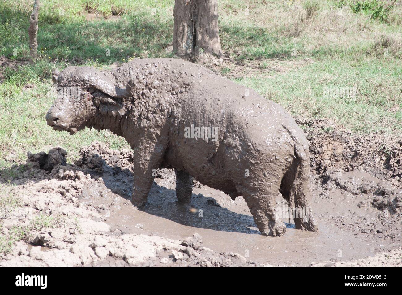 Animals having bath hi-res stock photography and images - Alamy