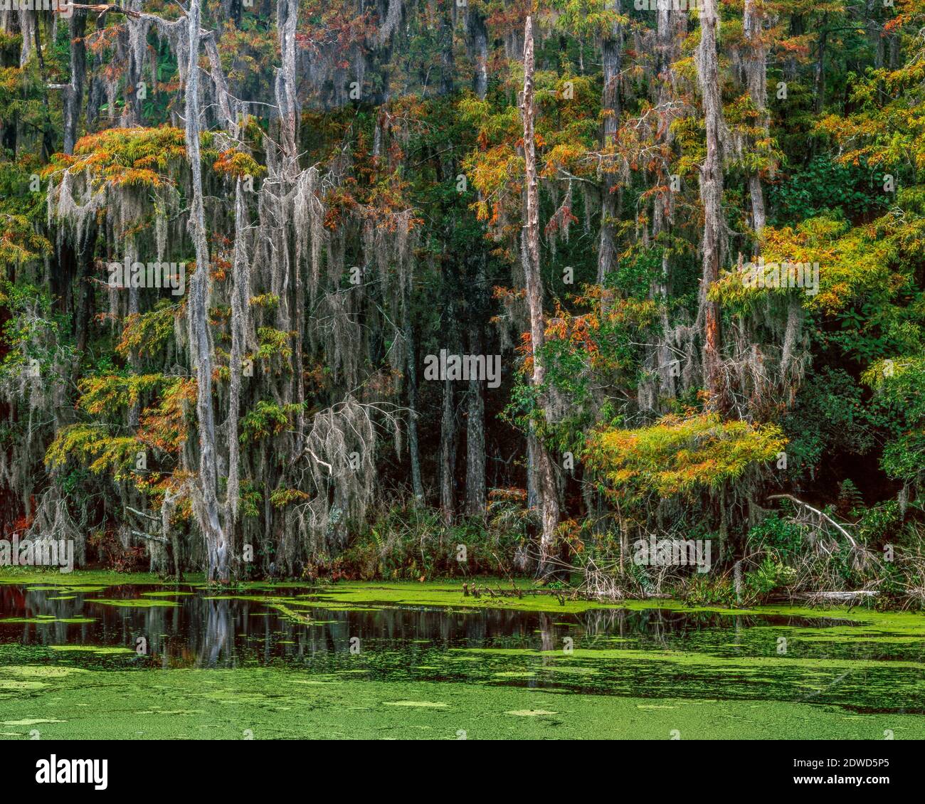 Washoe River, Nature Conservancy Santee Coastal Reserve, McLellanville ...