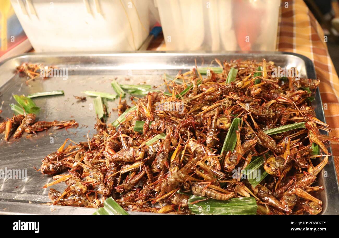 Grasshopper Fried In Aluminum Try Stock Photo - Alamy