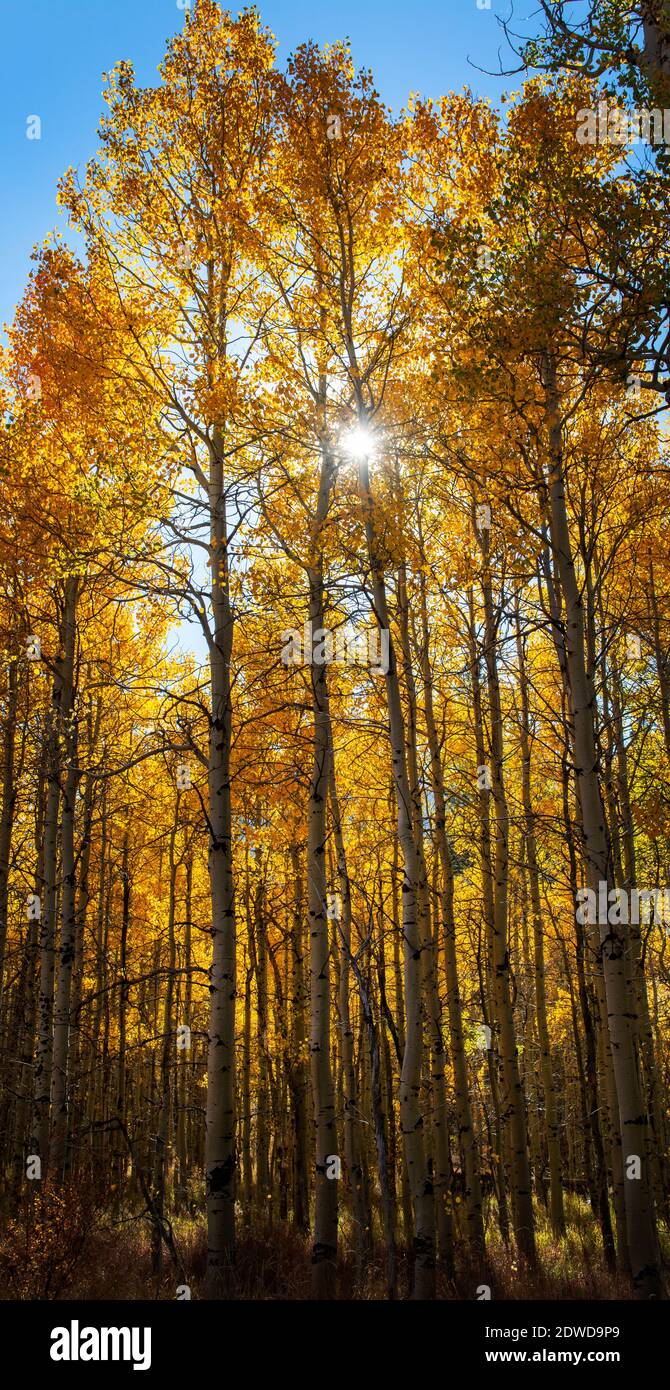 Aspen trees in Autumn, Lake Tahoe, California Stock Photo - Alamy