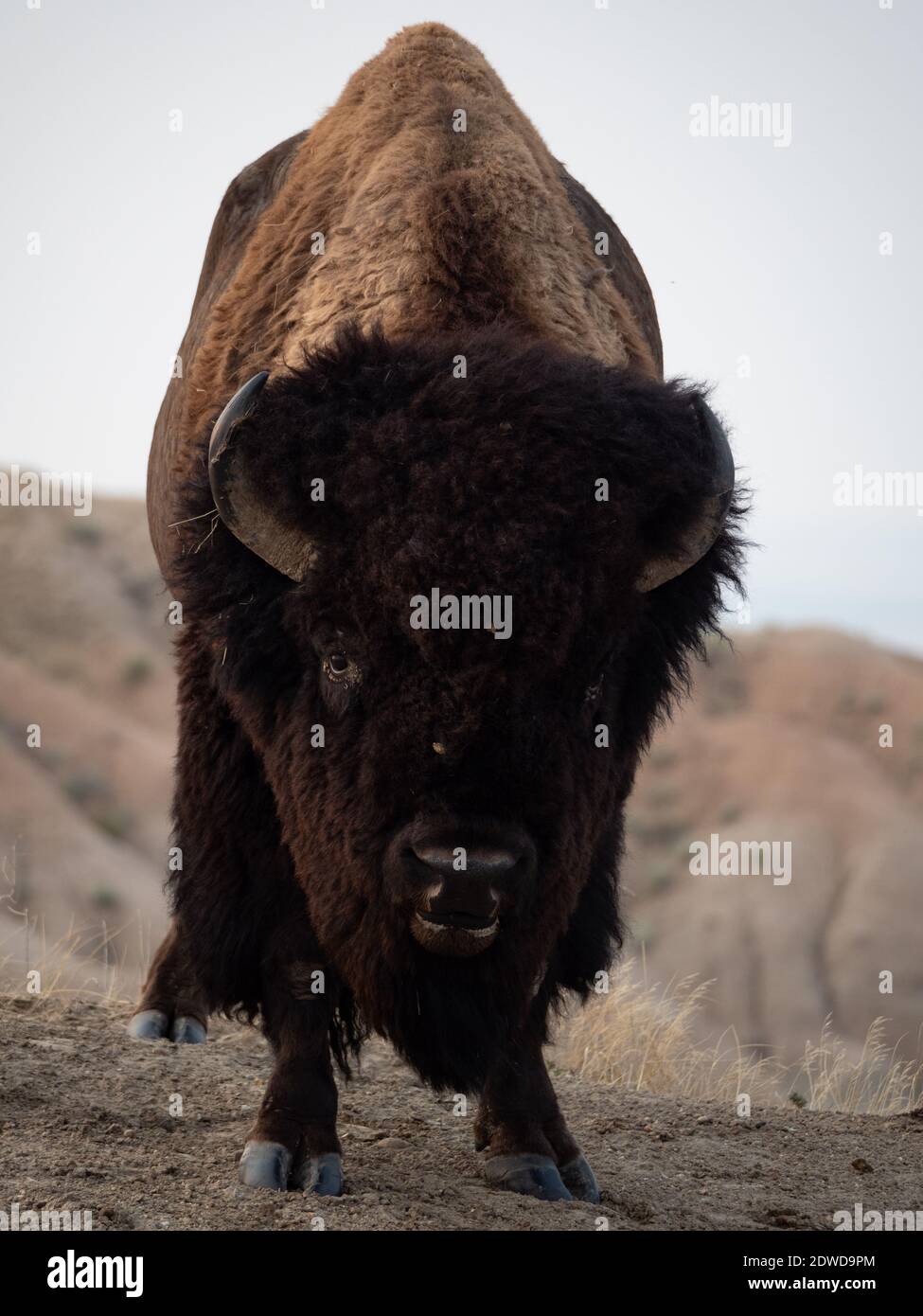 American bison buffalo tourist close hi-res stock photography and ...