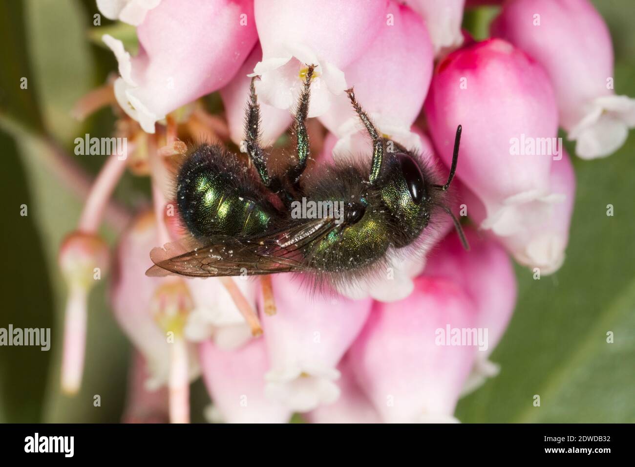 Arctostaphylos manzanita hi-res stock photography and images - Alamy
