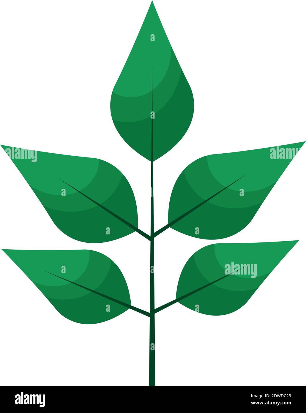 Simple pinnate Stock Vector Images - Alamy