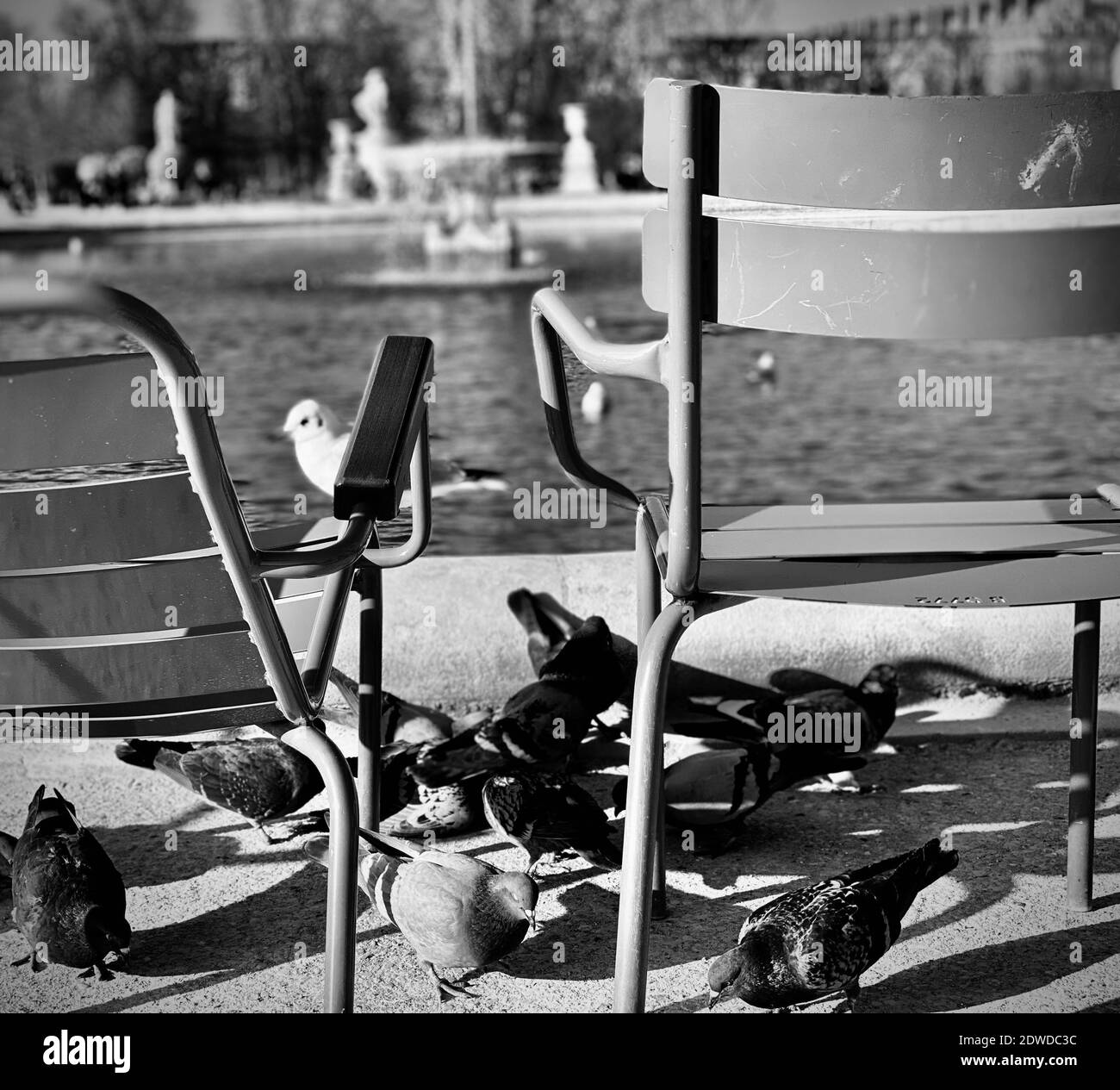 Paris bird table hi-res stock photography and images - Alamy