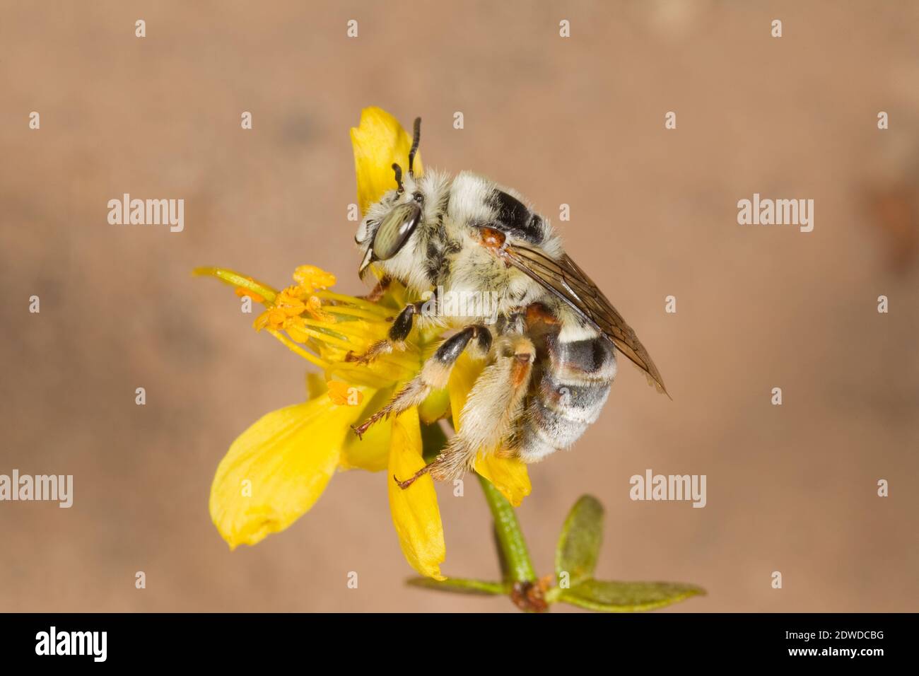 Digger bee hi-res stock photography and images - Alamy