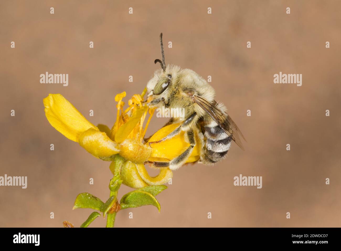 Digger bee hi-res stock photography and images - Alamy