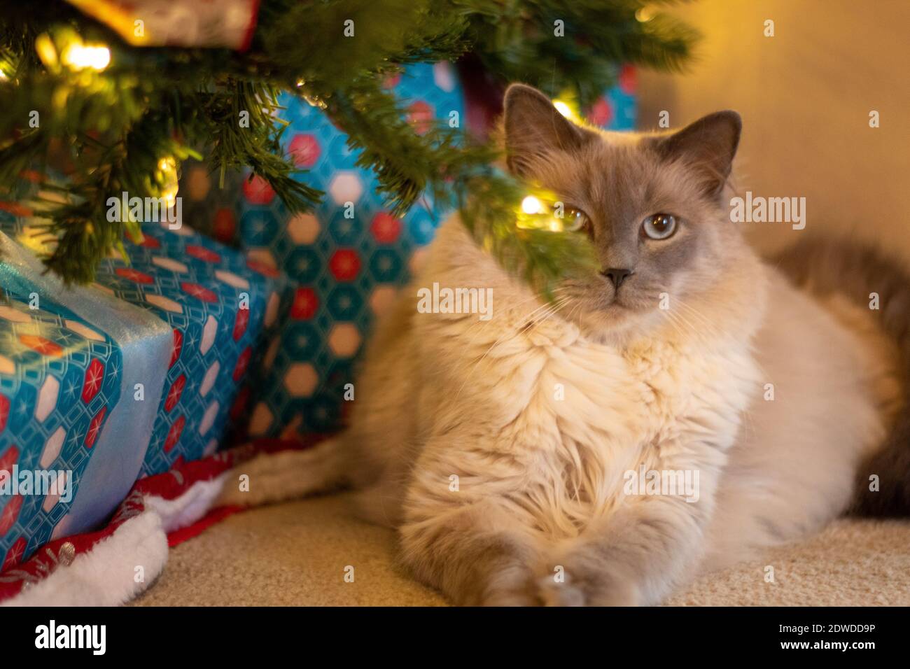 Cat sitting on christmas tree hi-res stock photography and images - Alamy