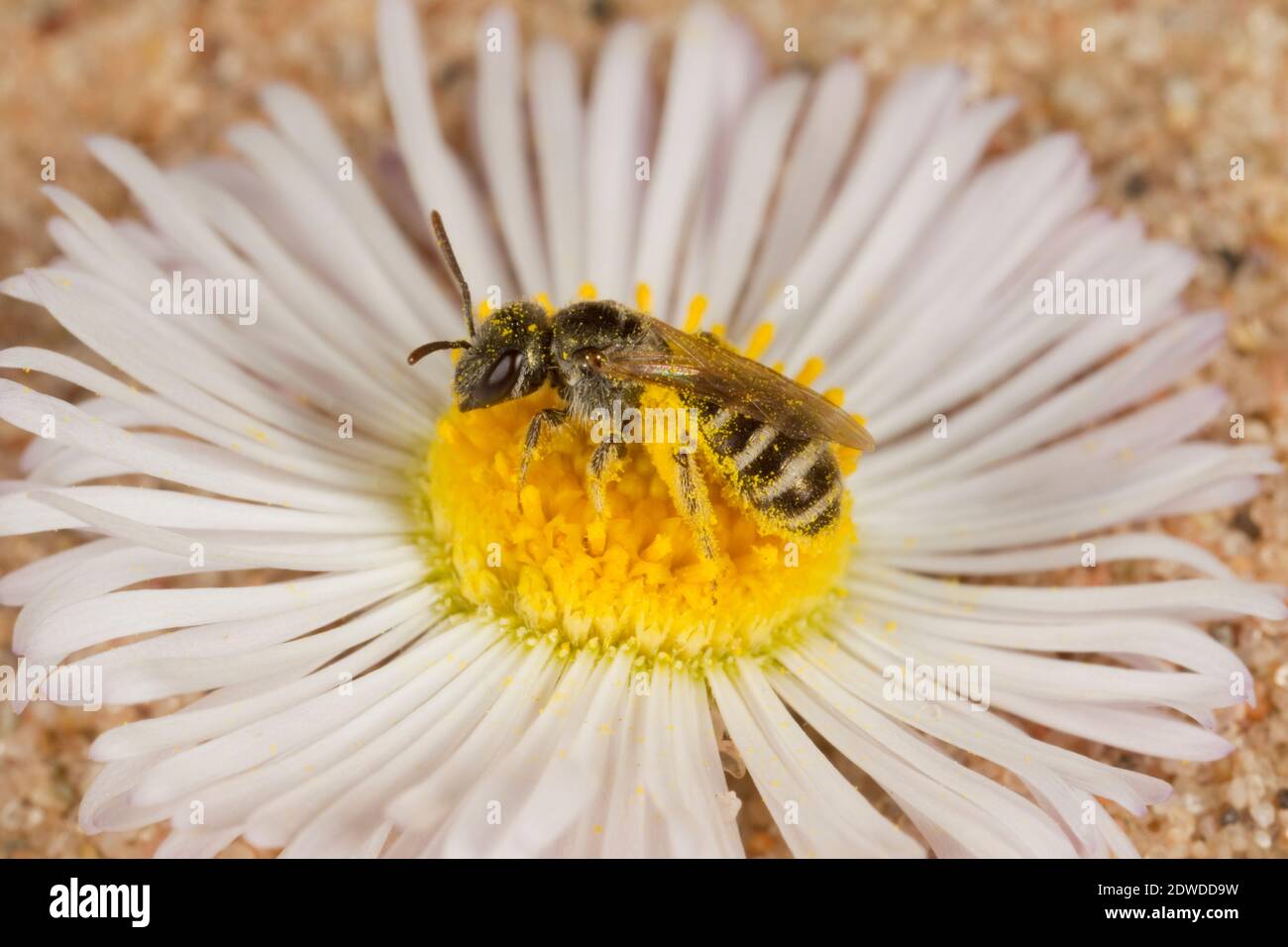 6 mm hi-res stock photography and images - Alamy