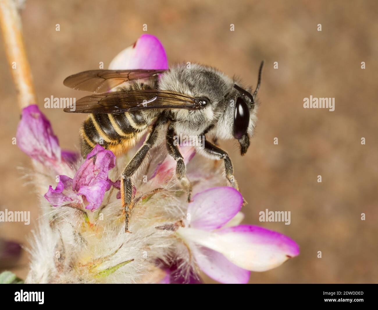Leafcutter Bee female, Megachile zapoteca, Megachilidae. Body Length 13 ...