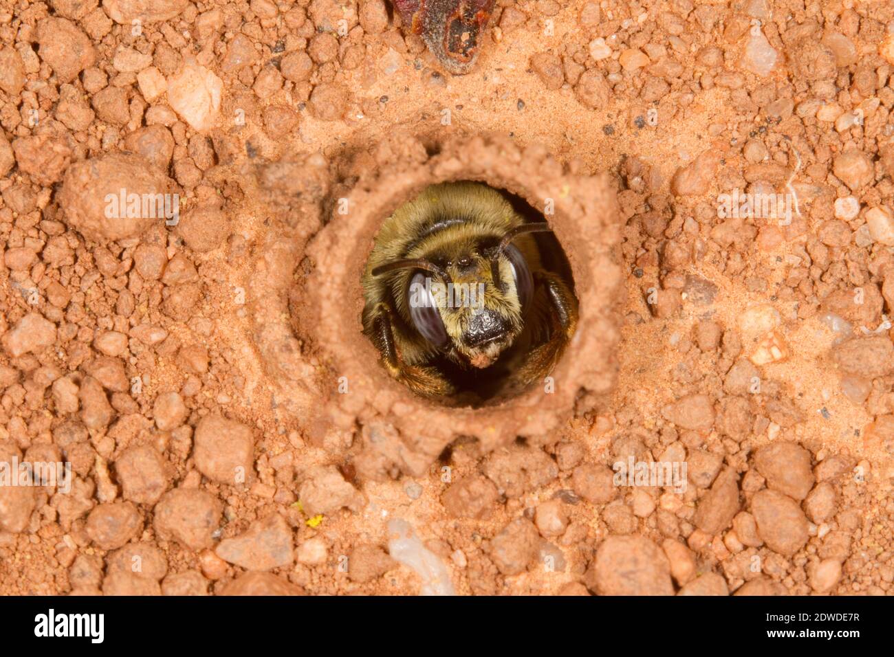 Unidentified Chimney Bee female, Diadasia sp., Apidae. At nest entrance ...