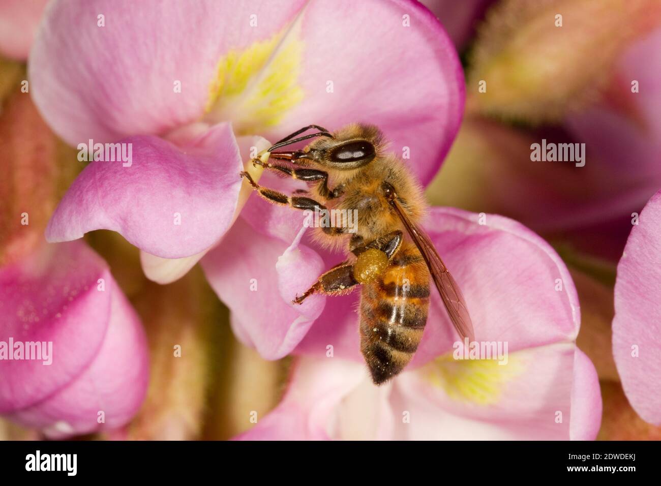 Western Honey Bee female, Apis mellifera, Apidae. Nectaring at New ...