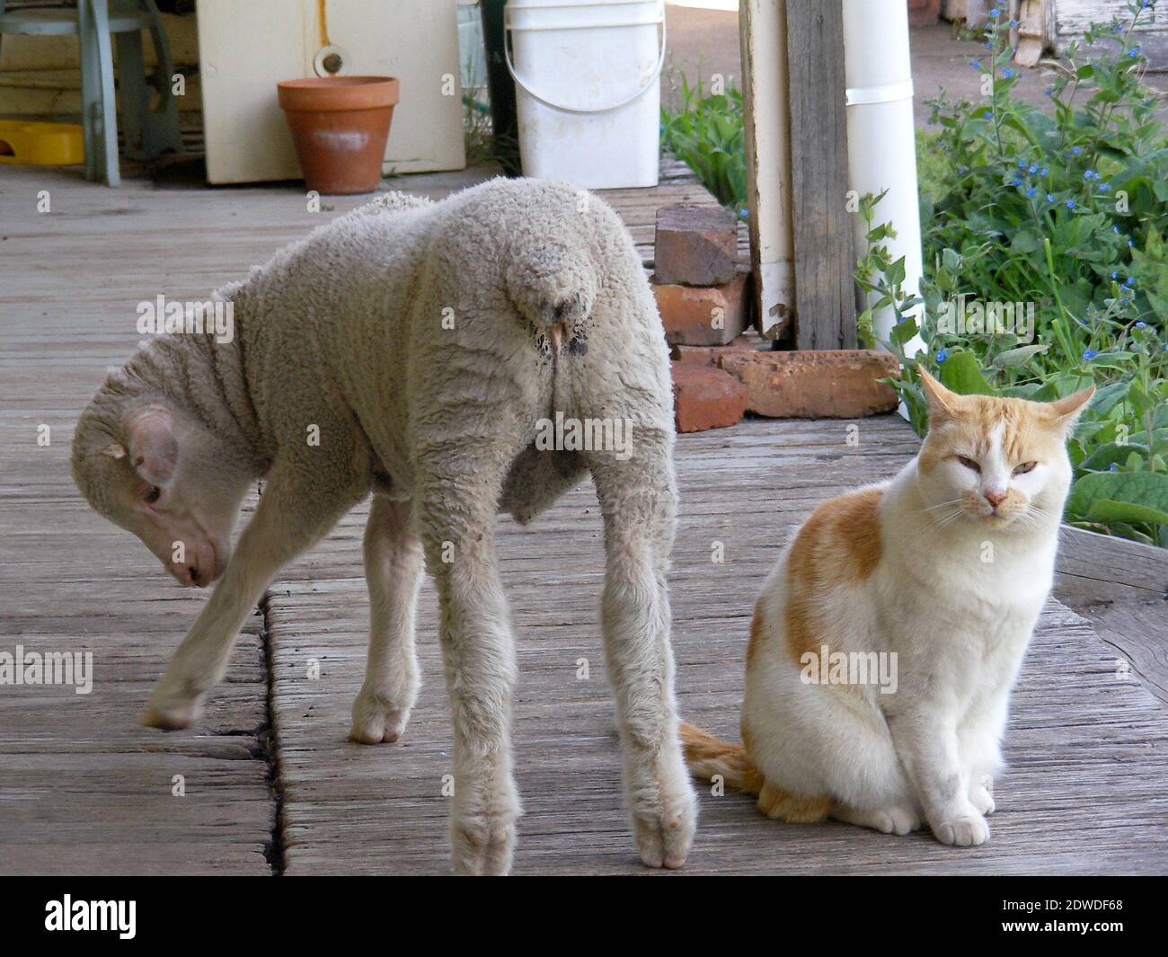 Cat and sheep hi-res stock photography and images - Alamy
