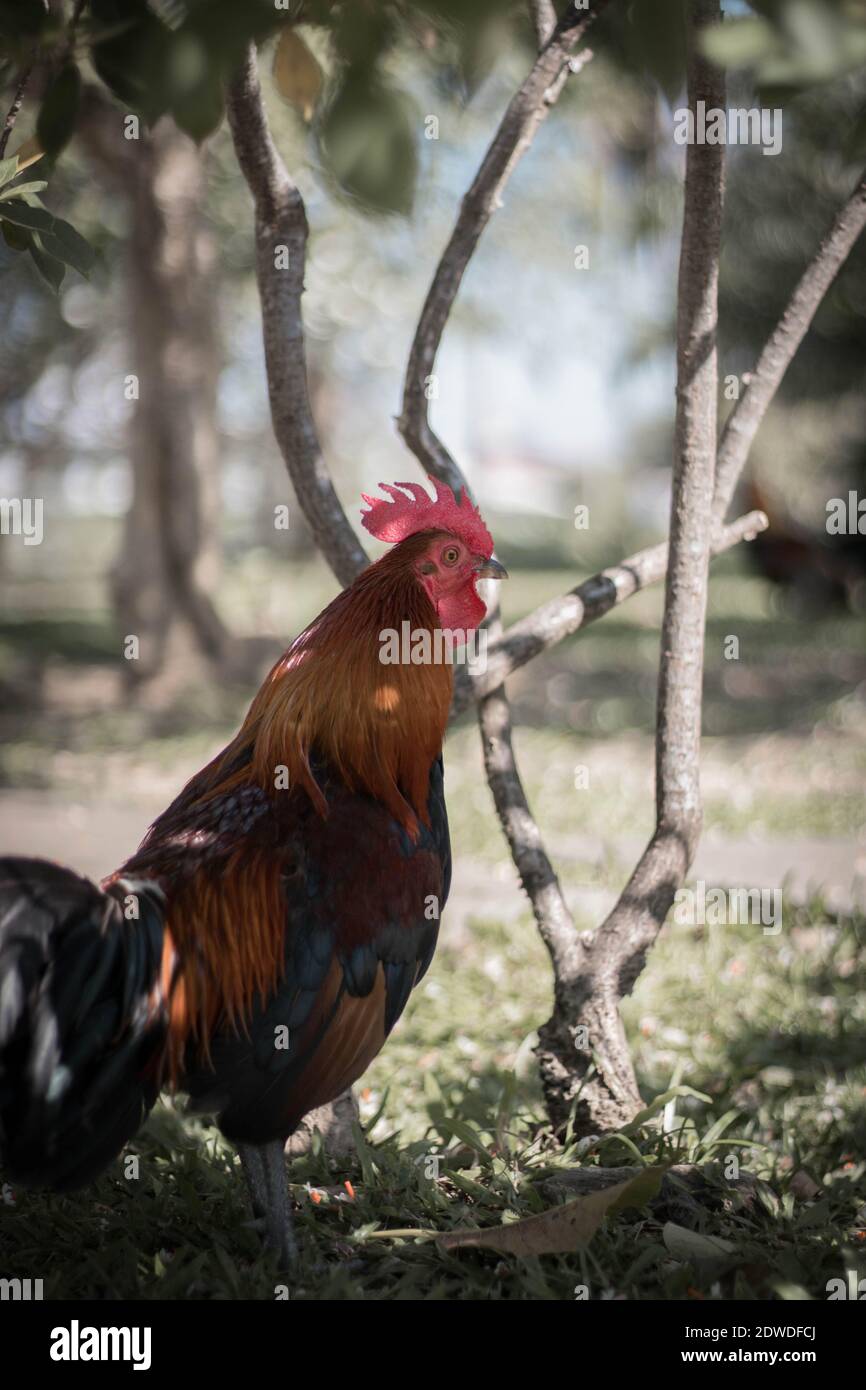 Thai Chicken At Sanam Chan Palace Stock Photo - Alamy
