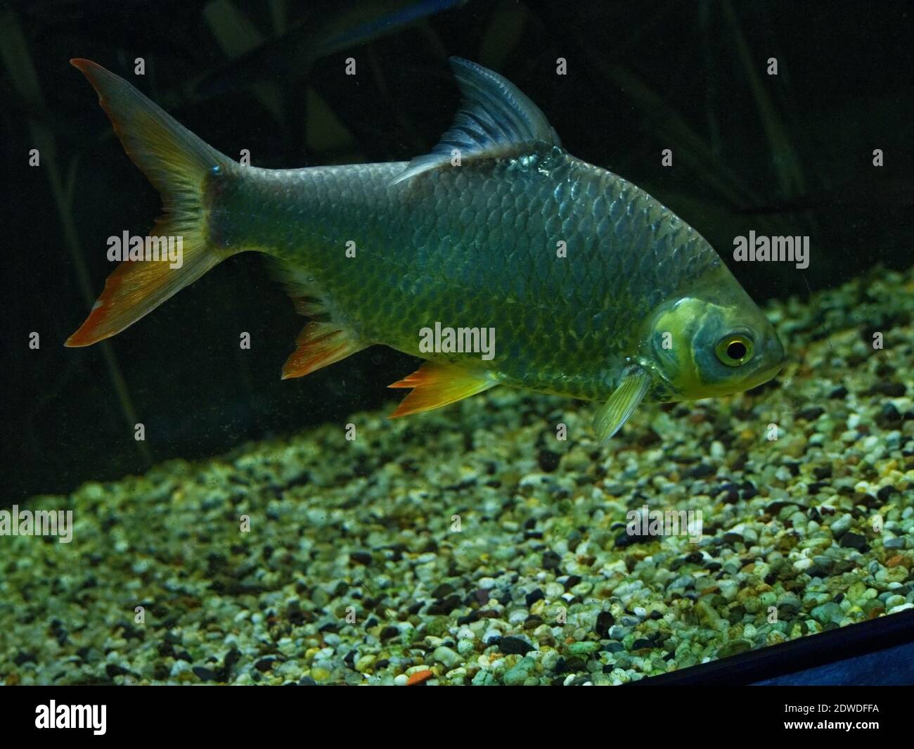 One fish swimming hi-res stock photography and images - Alamy