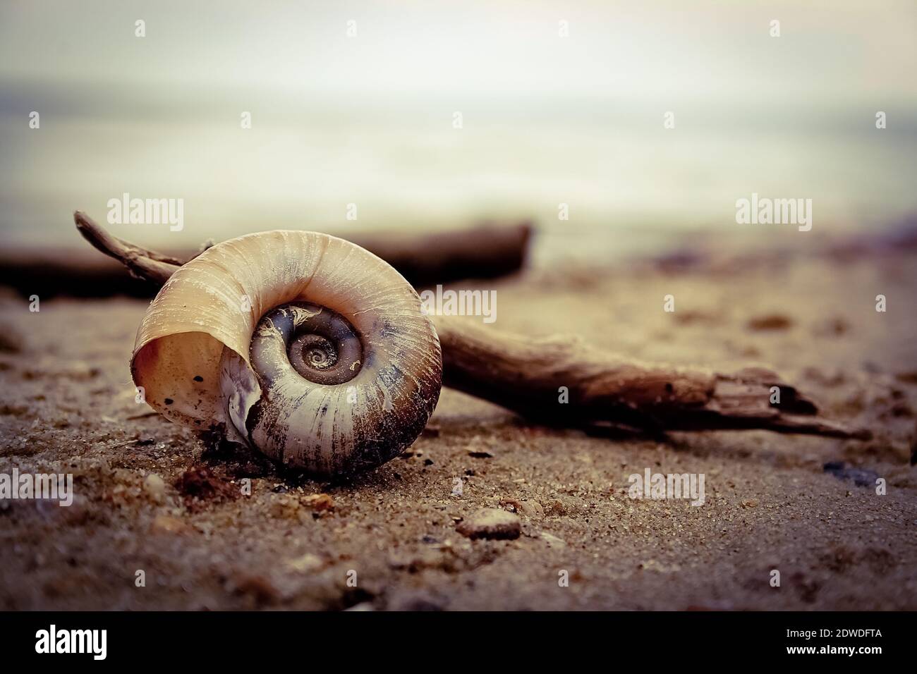 Mollusk sheel hi-res stock photography and images - Alamy