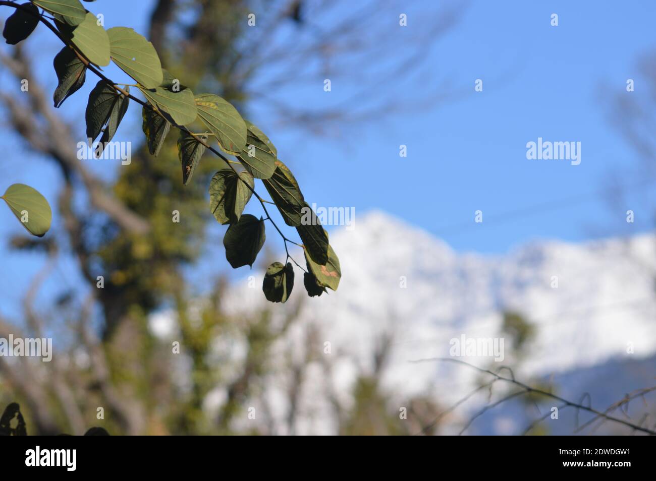 Himalayan range flower hi-res stock photography and images - Alamy