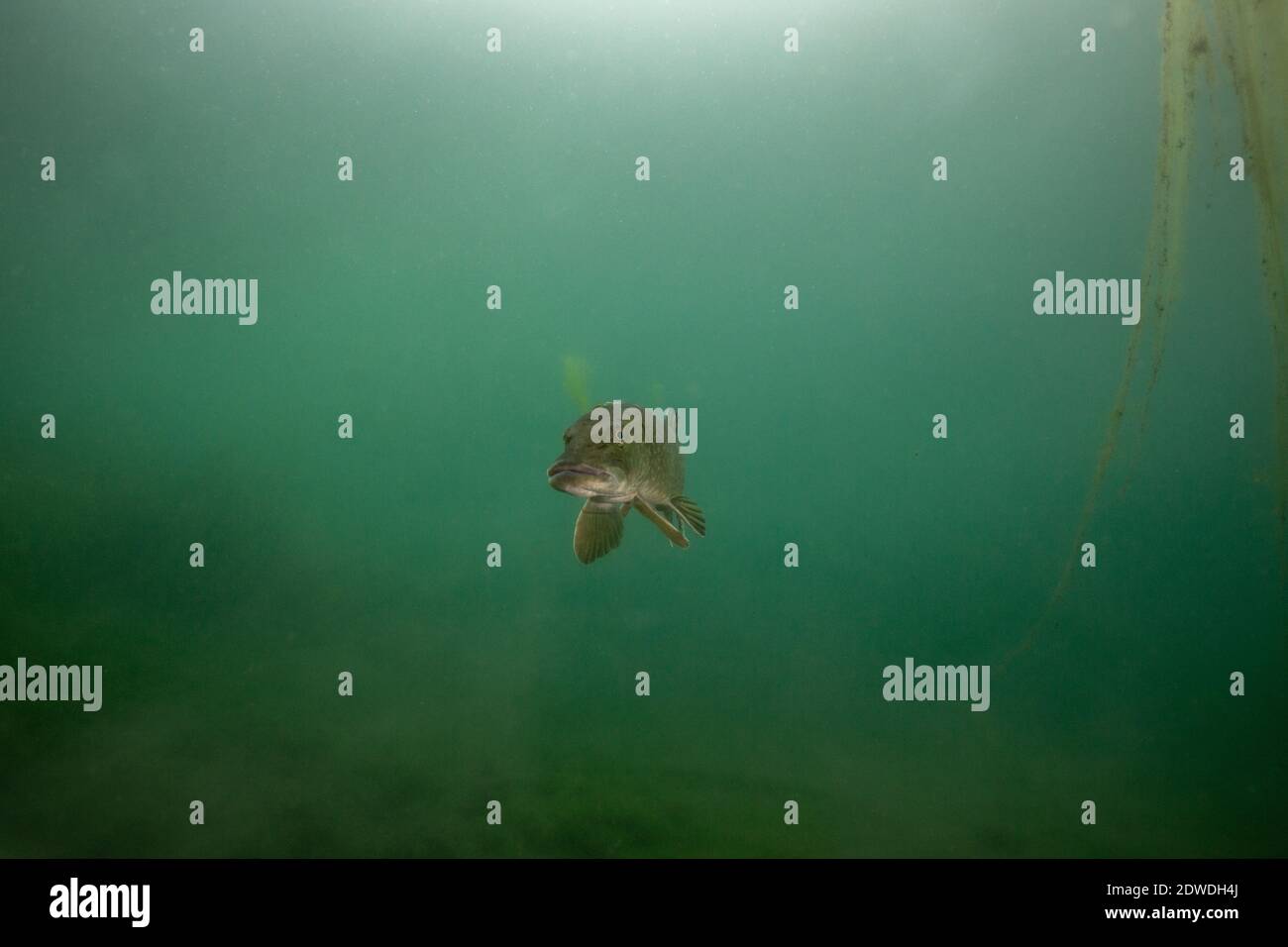 Pike swimming hi-res stock photography and images - Alamy