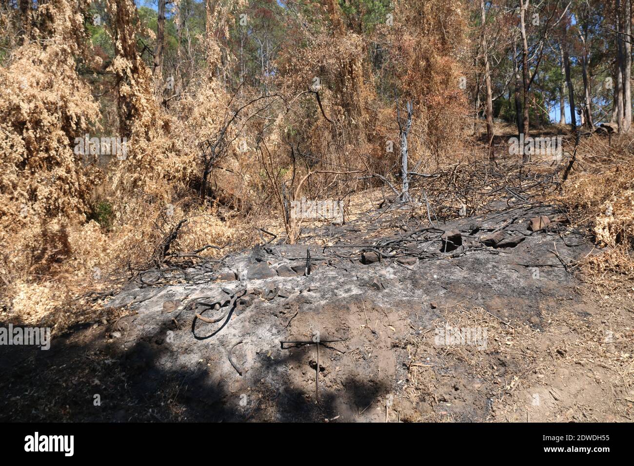 Australia animal fire hi-res stock photography and images - Alamy