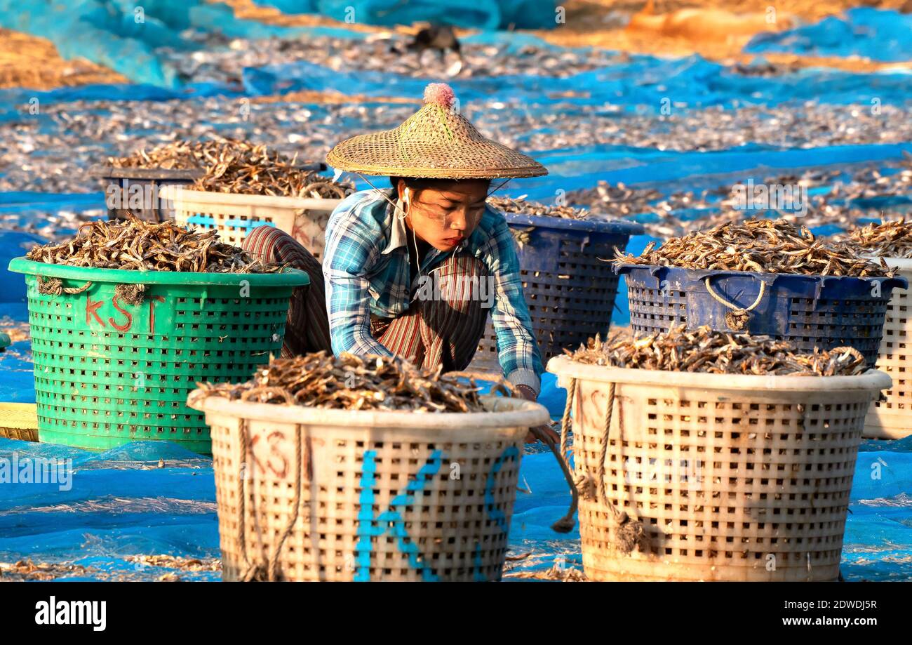 Jade Taw village is located south of Ngapali beach in Myanmar. Locals ...
