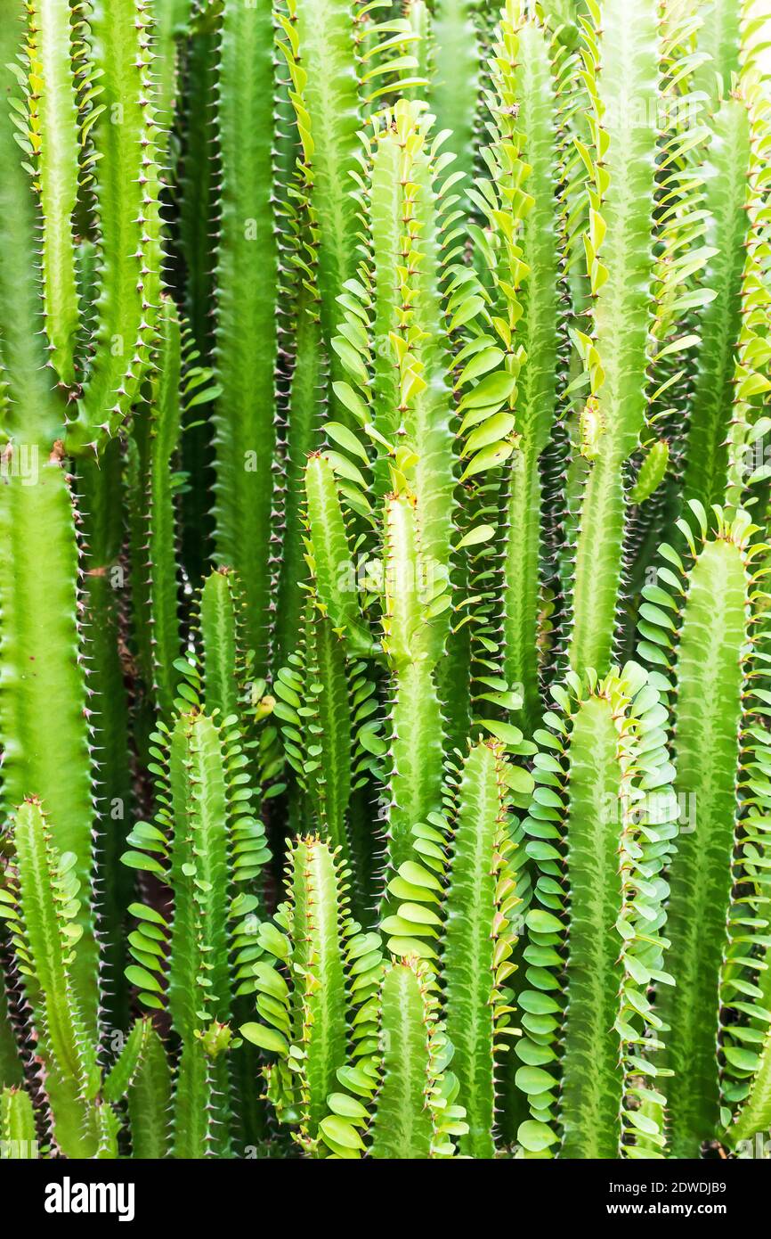 Candlestick cactus hi-res stock photography and images - Alamy