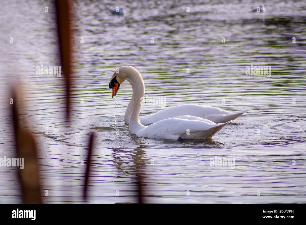 Swan mating behaviour hi-res stock photography and images - Alamy