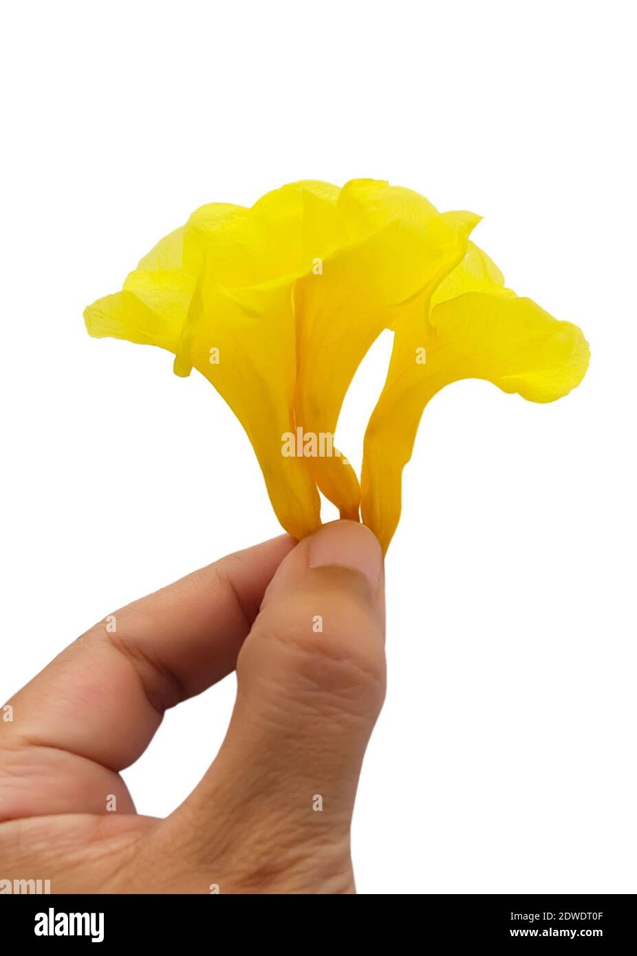 Ginger Thomas Flower High Resolution Stock Photography and Images - Alamy