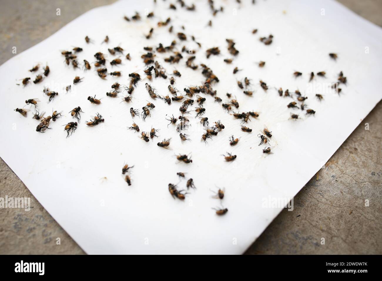 Fly Trap Glue Stock Photo - Alamy