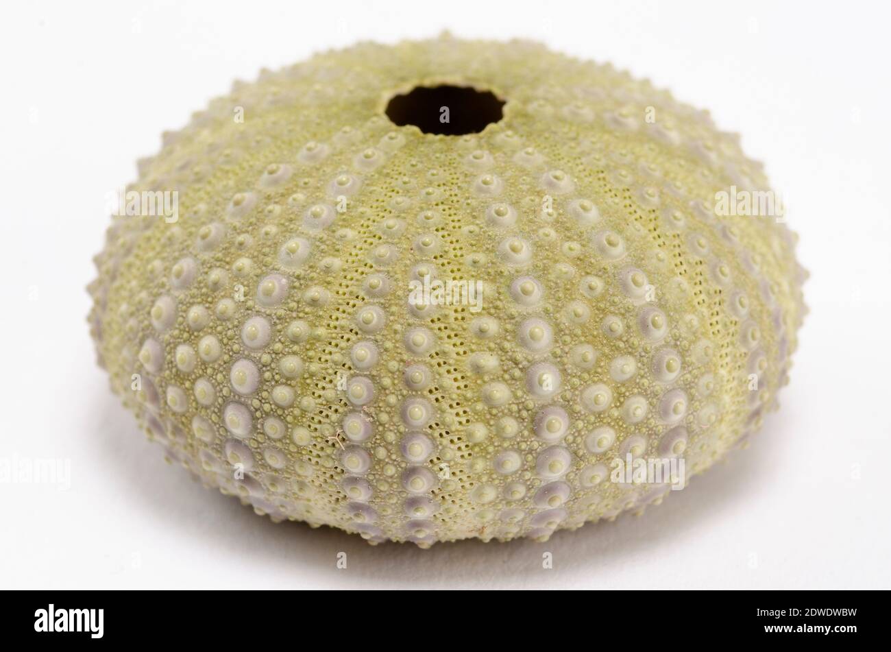 Hedgehog circle hi-res stock photography and images - Alamy