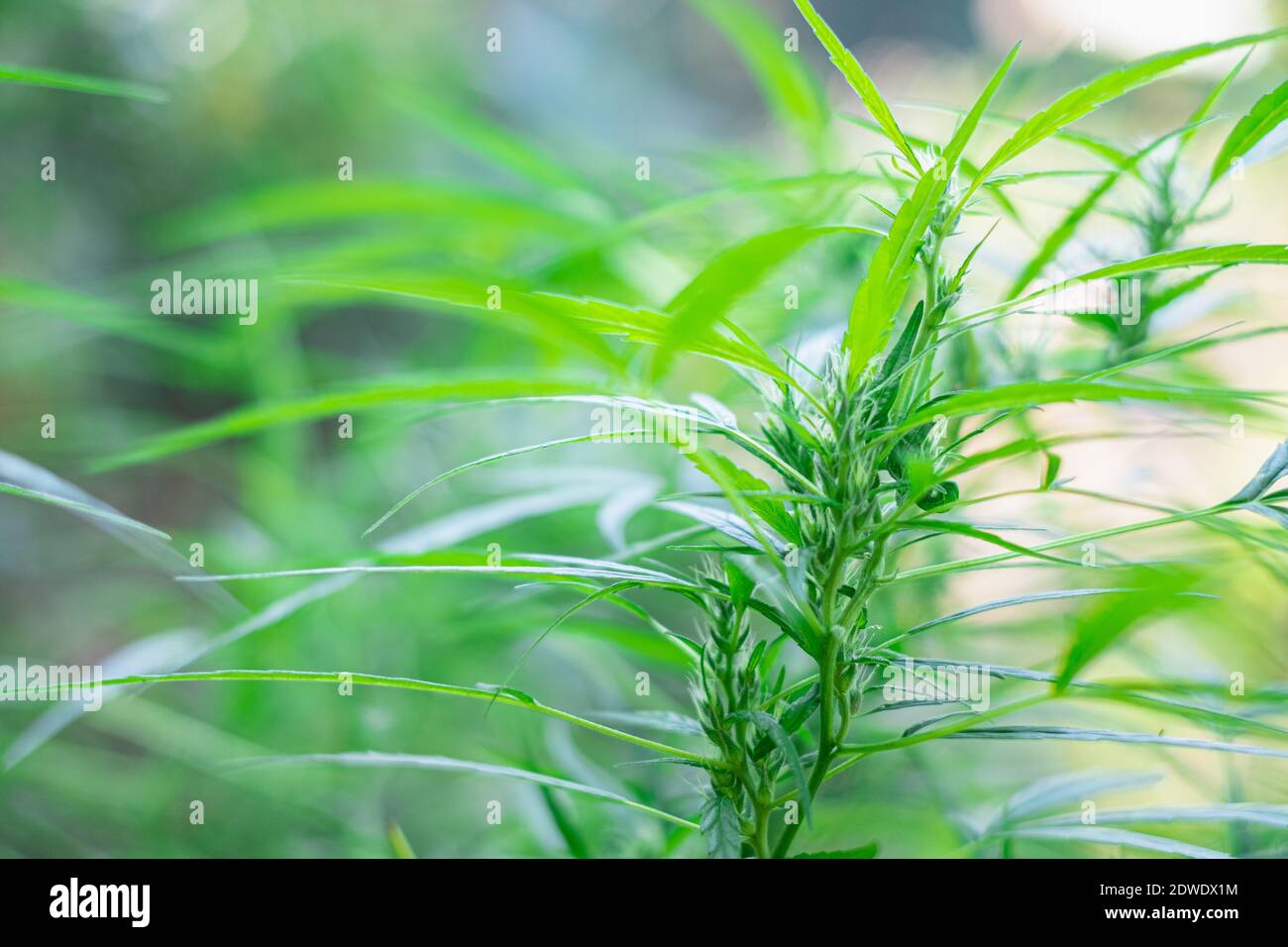 Cannabis sapling hi-res stock photography and images - Alamy