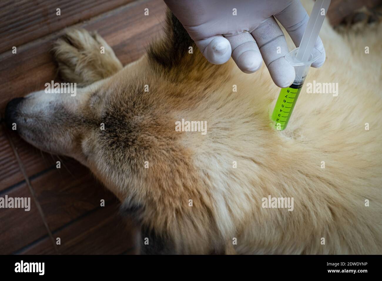 Dog species hi-res stock photography and images - Alamy