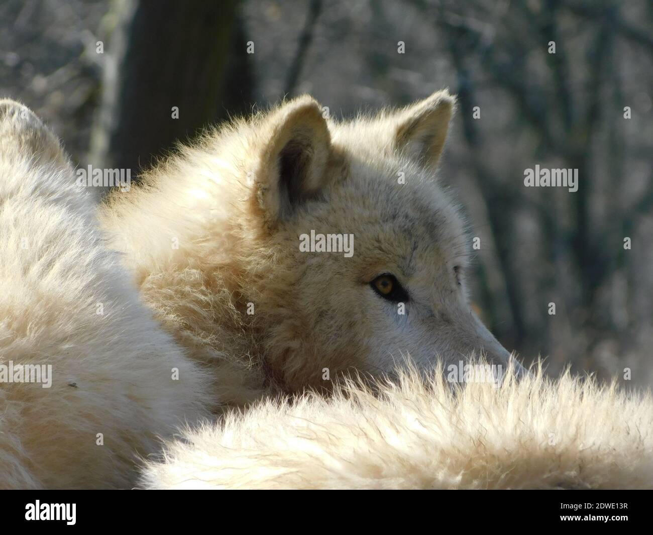 Wolf hunting sheep hi-res stock photography and images - Alamy
