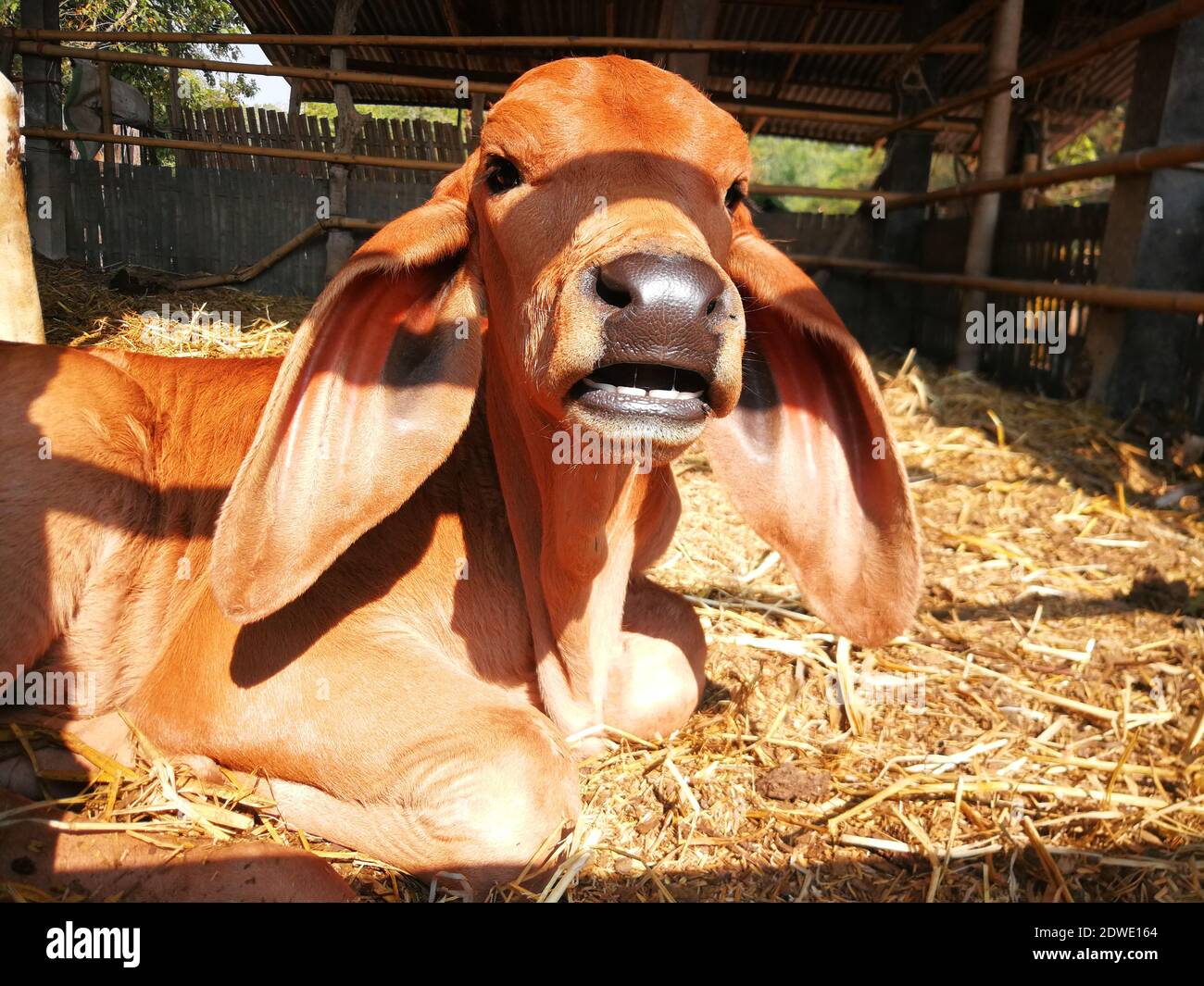Baby cow teeth hi-res stock photography and images - Alamy