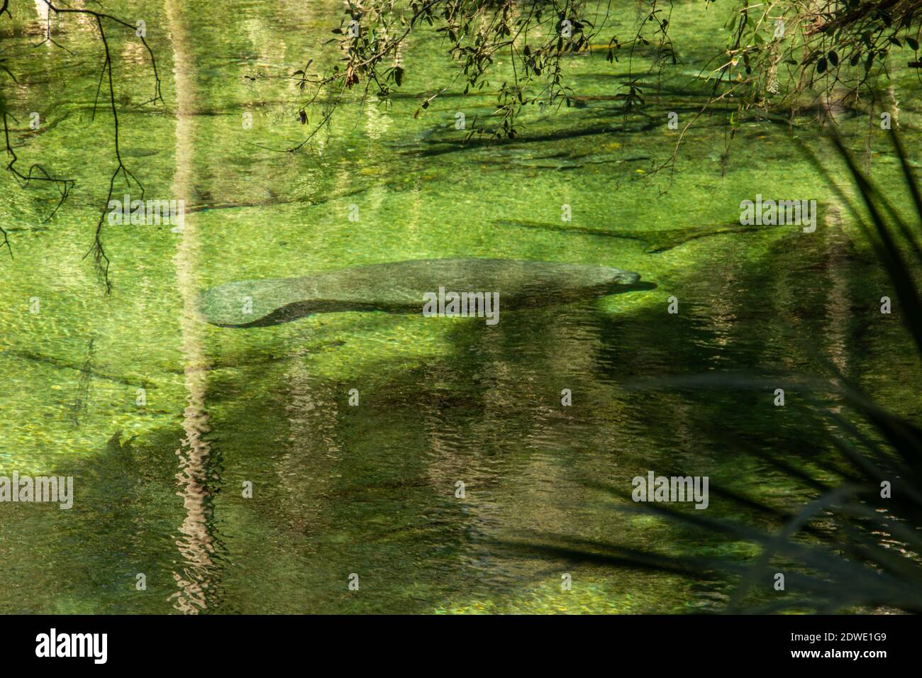 Manatee close up and florida hi-res stock photography and images - Alamy