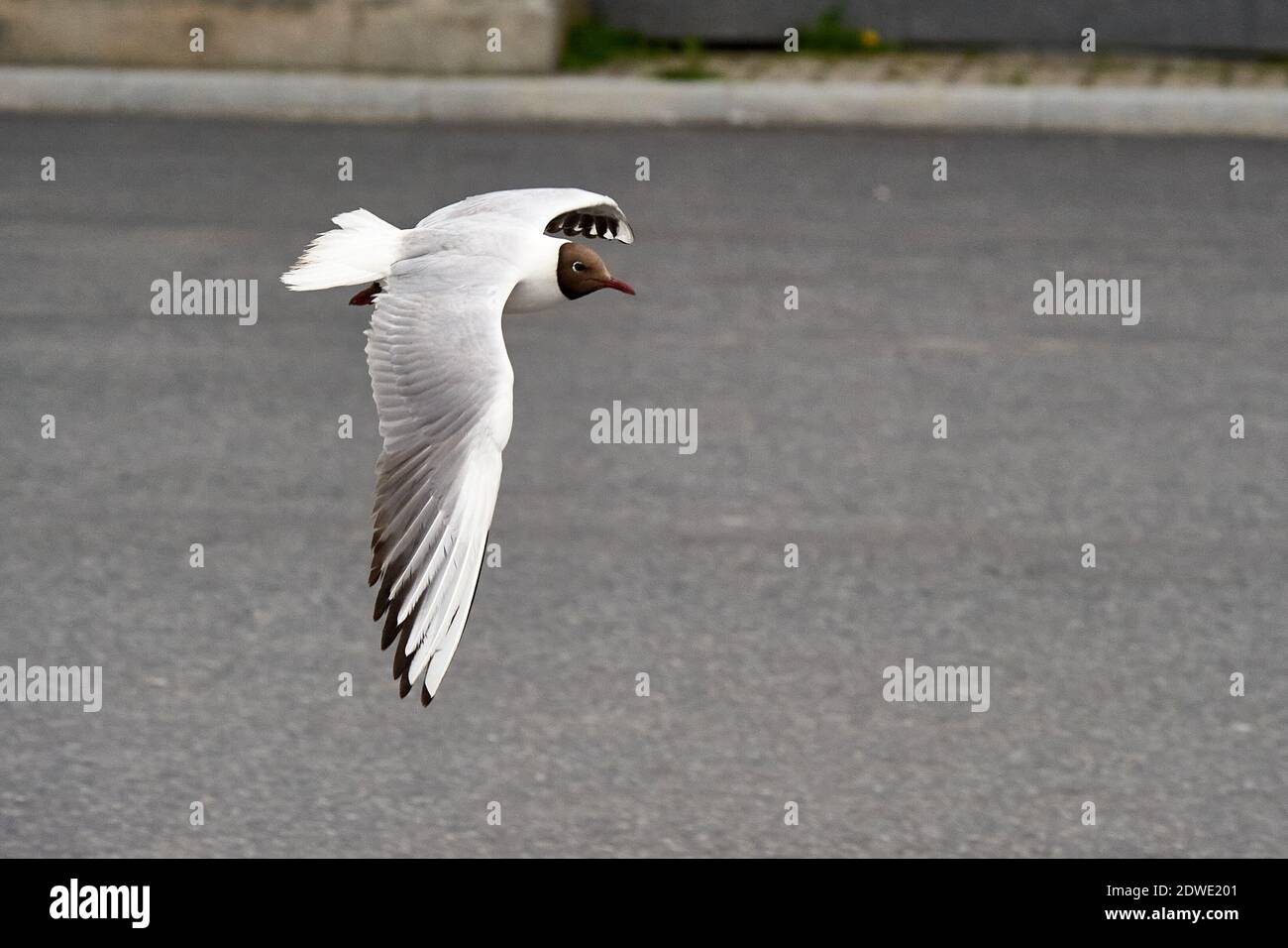 A seagull hovering in the air Stock Photo - Alamy