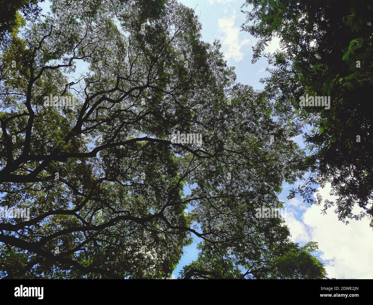 Bottom part of tree hi-res stock photography and images - Alamy